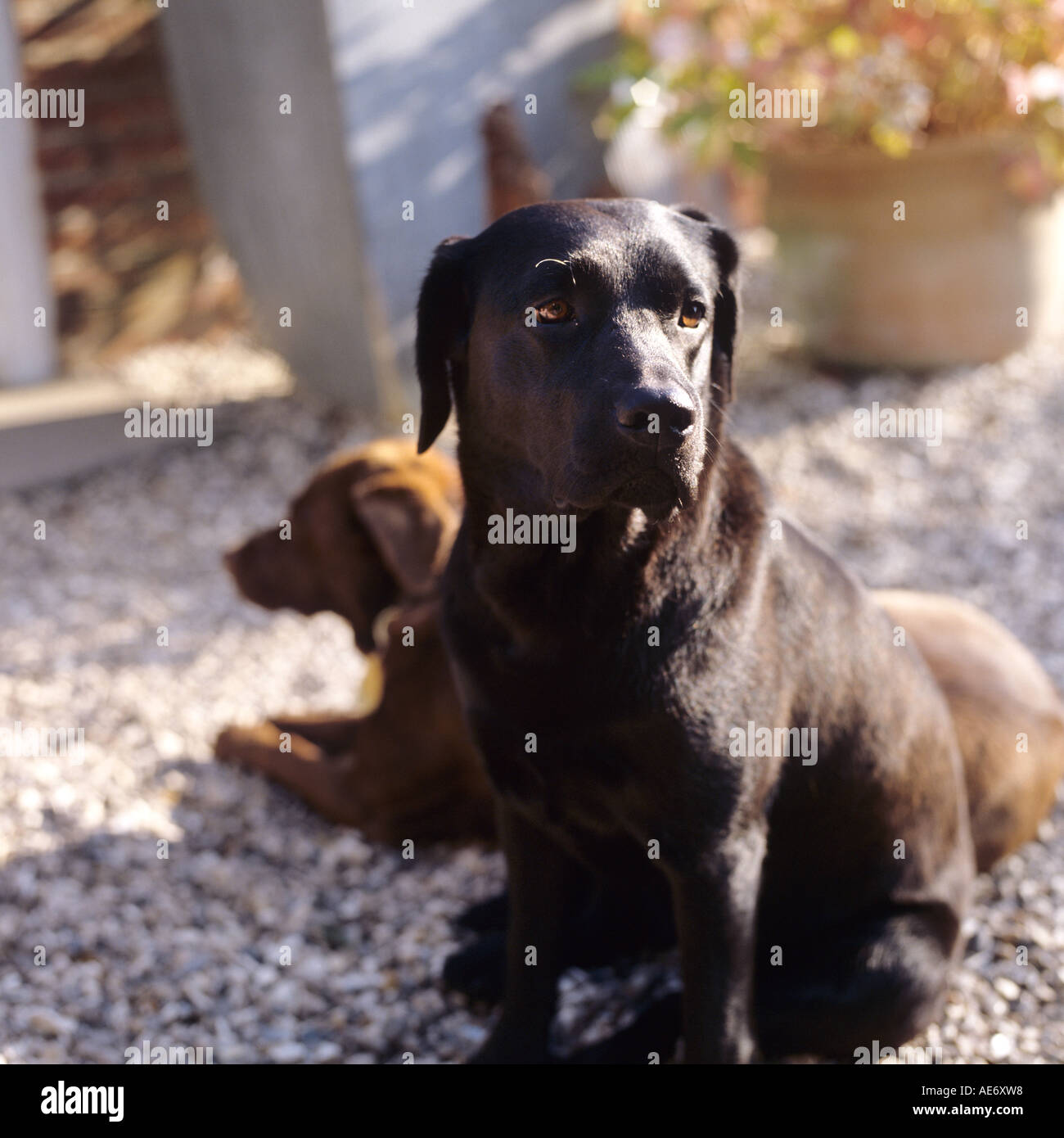 Two Labradors relaxing in the sun Stock Photo - Alamy