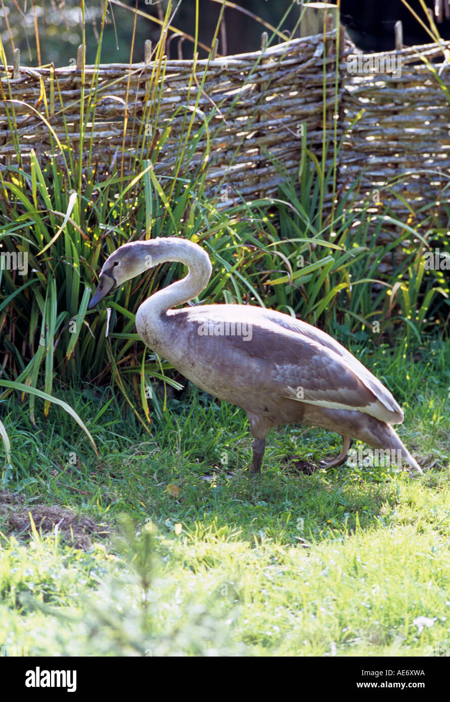 Goose in grass near a woven wattle fence Stock Photo - Alamy