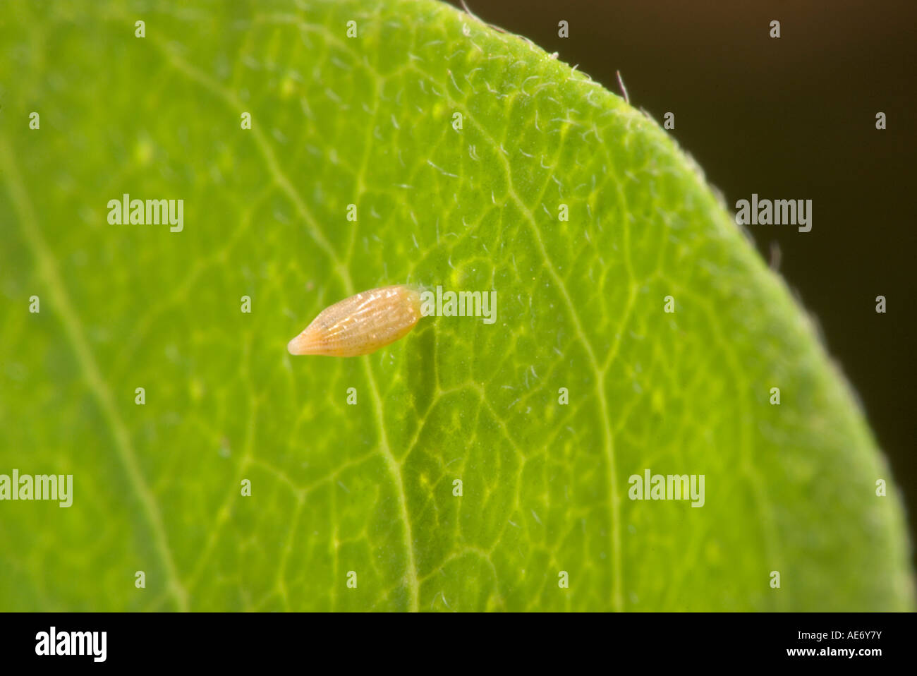 California Dogface Colias eurydice Anza Borrego Desert State Park San ...
