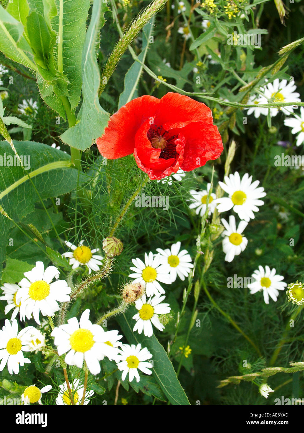 wild poppy growing in a farm yard Stock Photo - Alamy