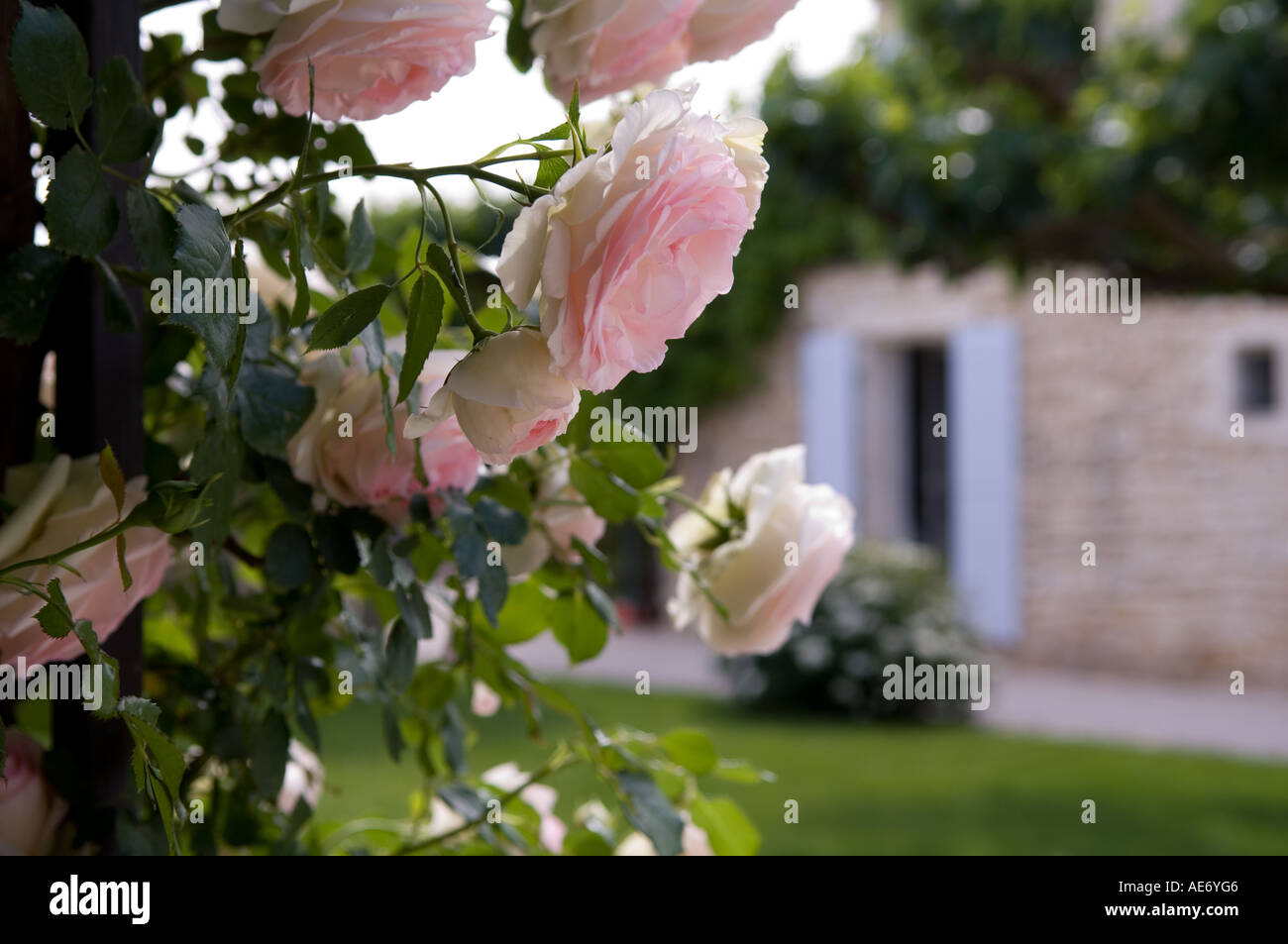 Pierre de ronsard rose hi-res stock photography and images - Alamy