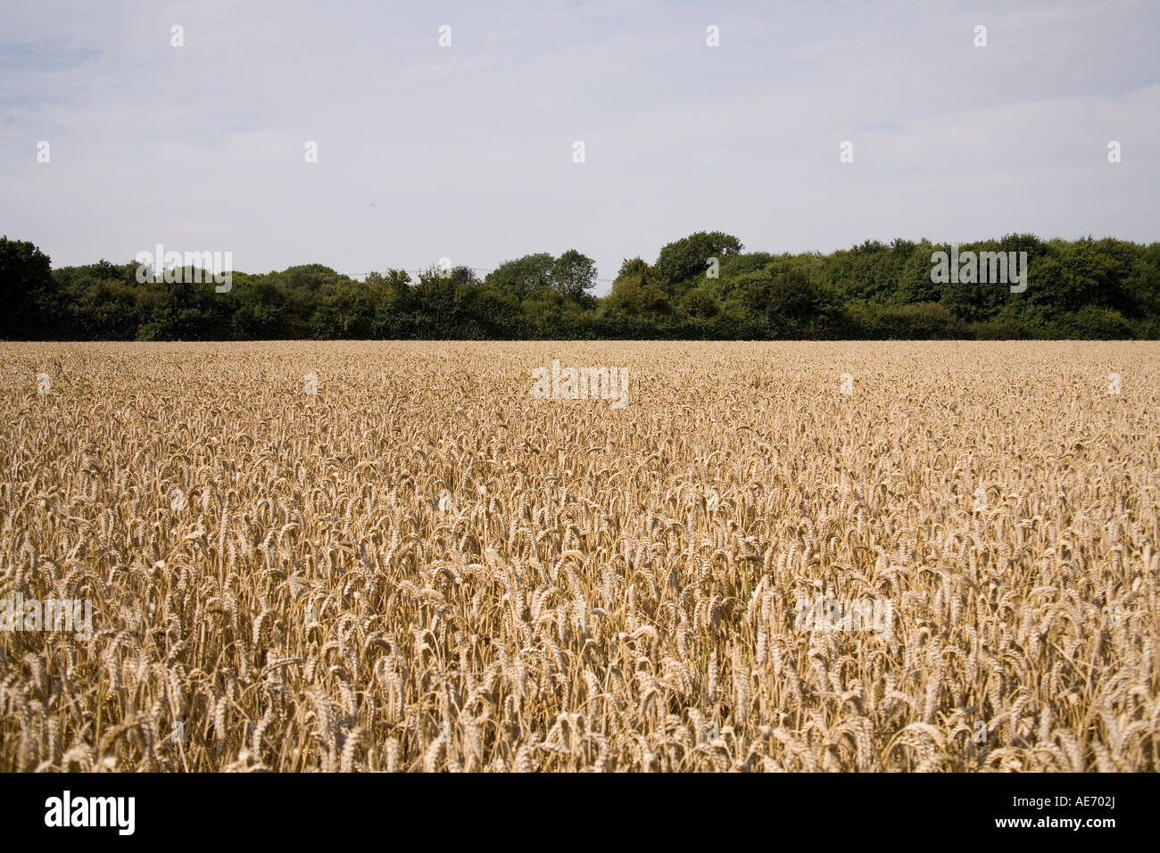 Wheat field, Kent, England. UK Stock Photo - Alamy Wheat field, Kent, England. UK Stock Photo - Alamy