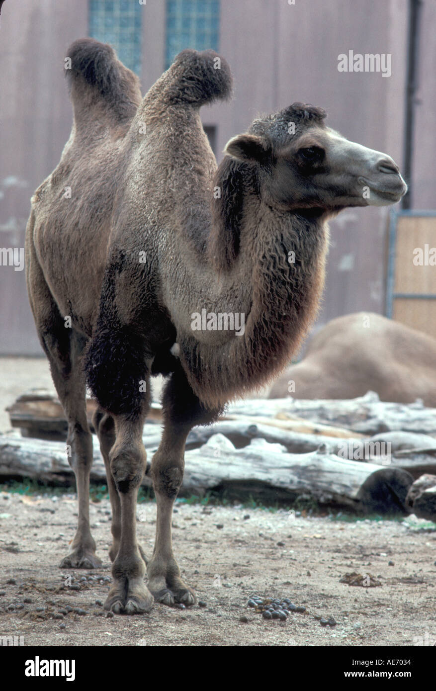 Two hump camel hi-res stock photography and images - Alamy