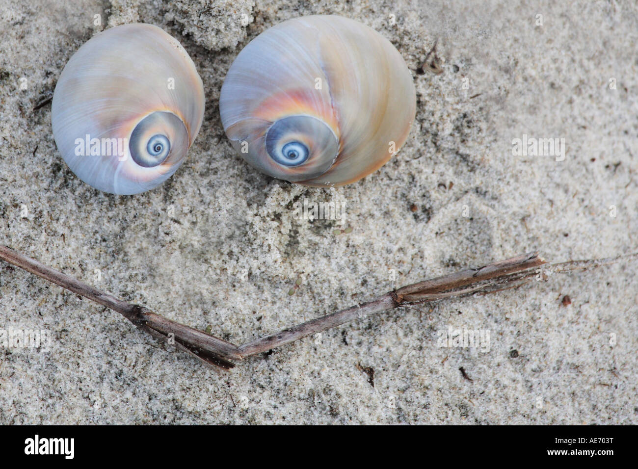 Stock island snail hi-res stock photography and images - Alamy