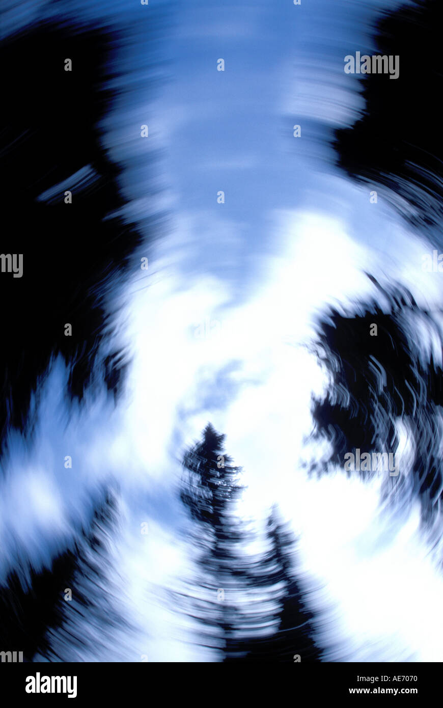 Abstract forest view Trees swirling and twirling Stock Photo - Alamy