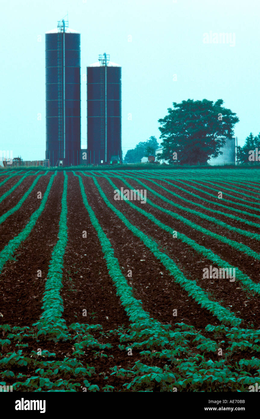 Soy bean field hi-res stock photography and images - Alamy