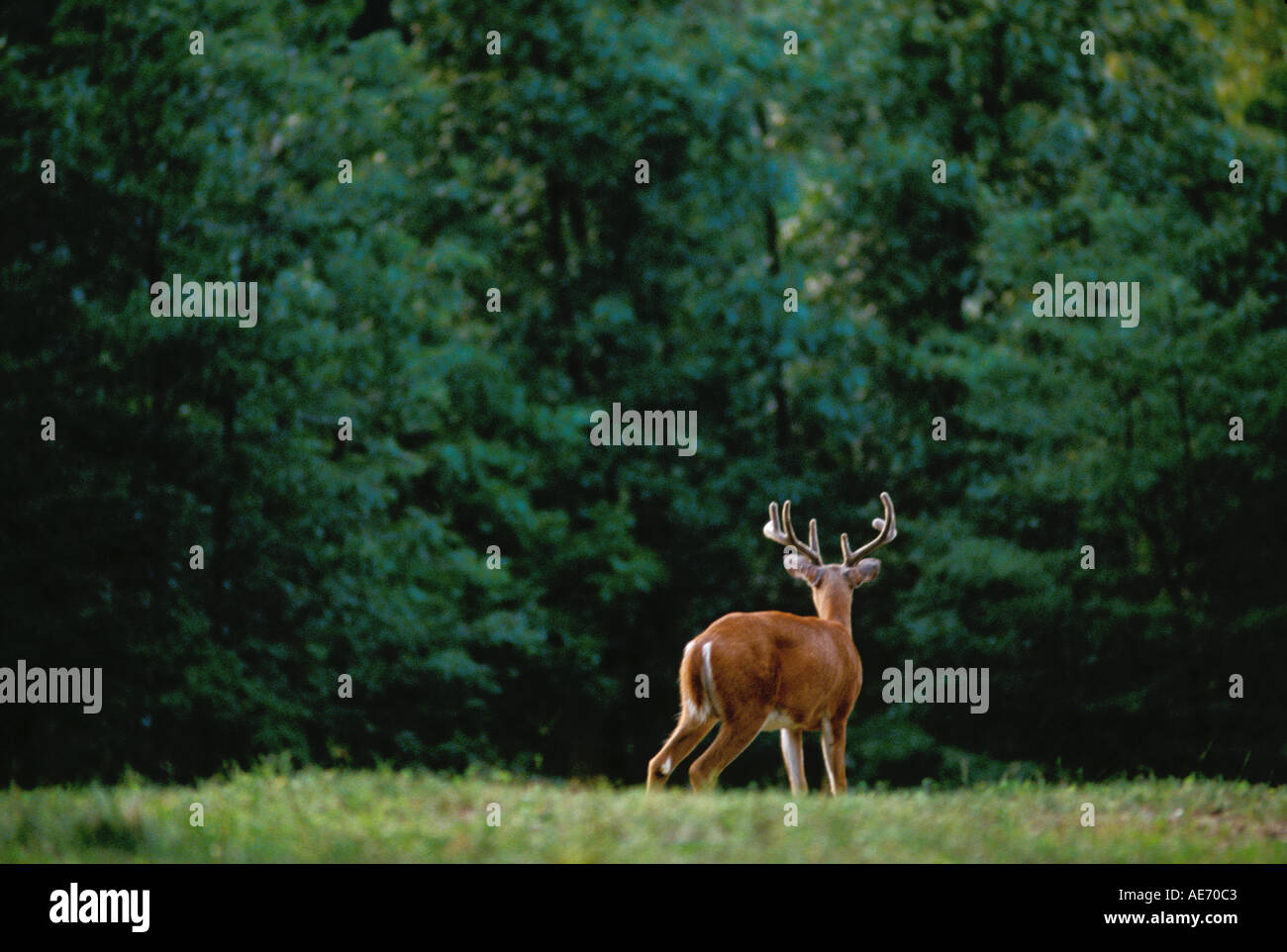 Huning High Resolution Stock Photography and Images - Alamy