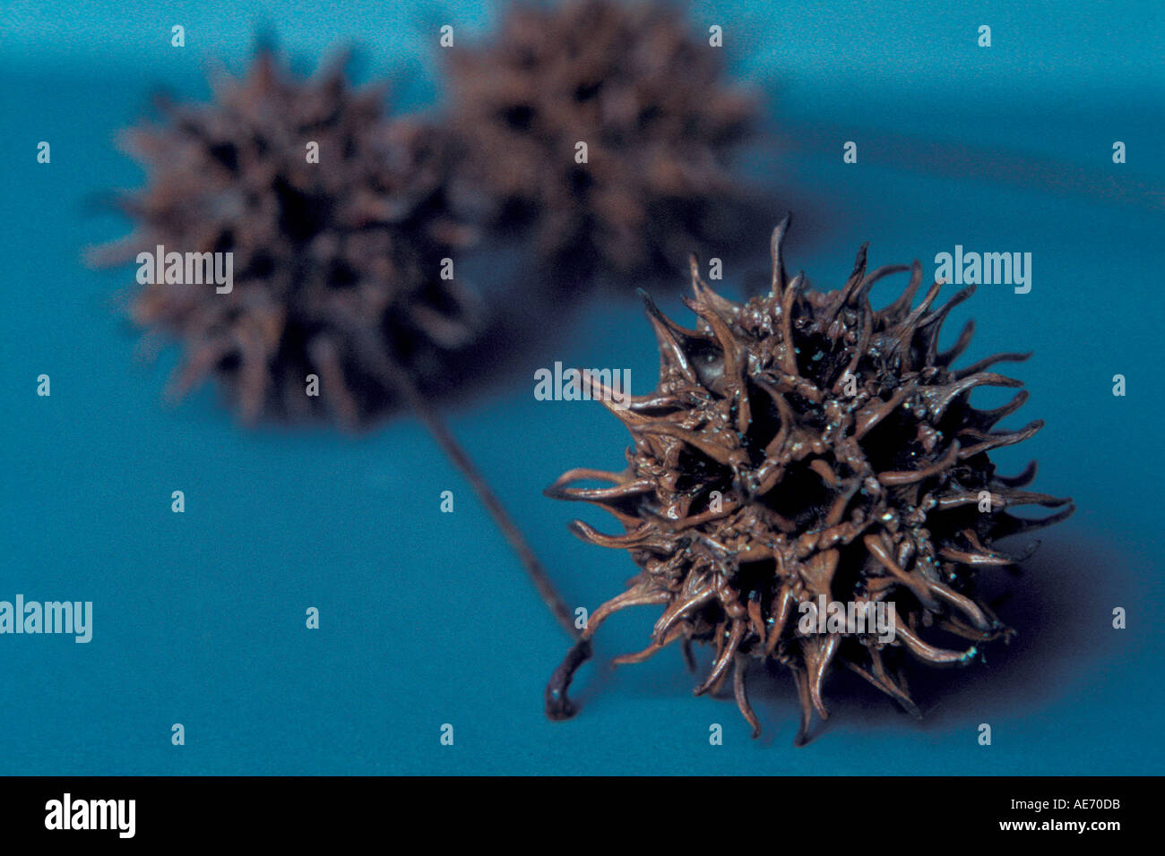Gum tree pods hi-res stock photography and images - Alamy