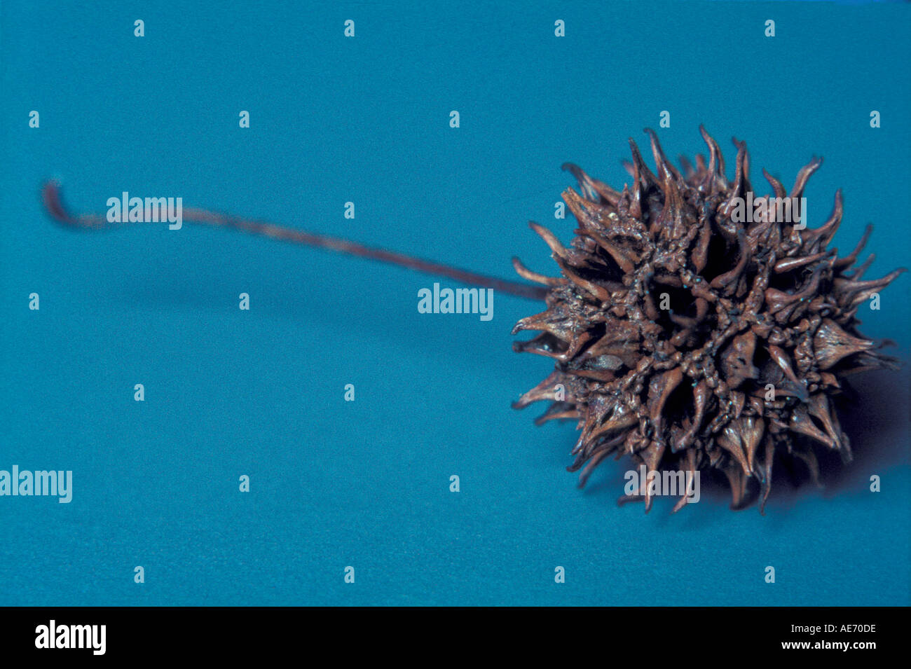 Sweet gum seeds Stock Photo - Alamy