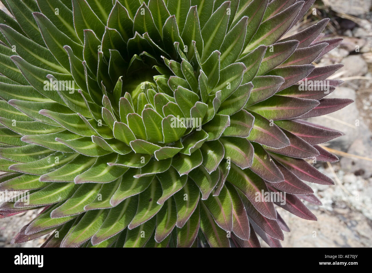 Africa Tanzania Kilimanjaro National Park Giant Lobelia plant Stock ...