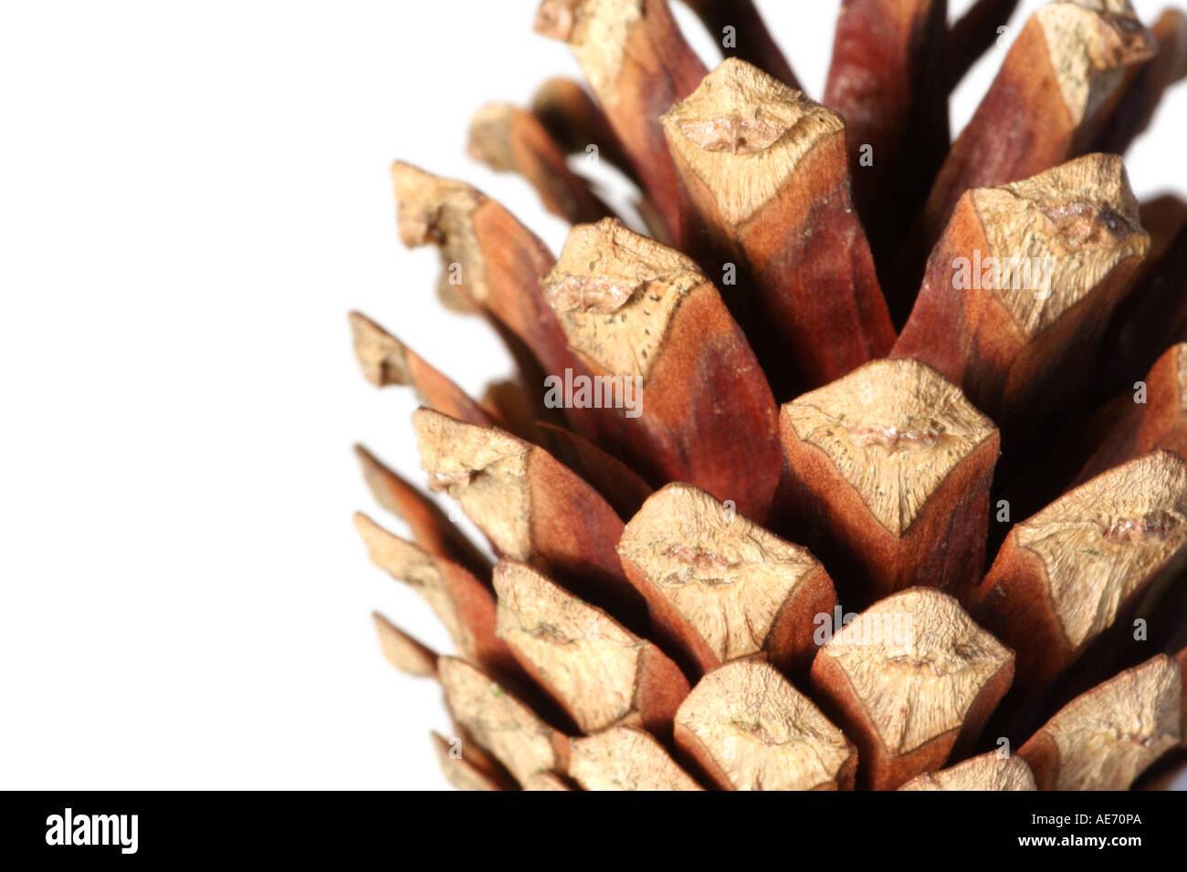 Scotts pine cone hi-res stock photography and images - Alamy
