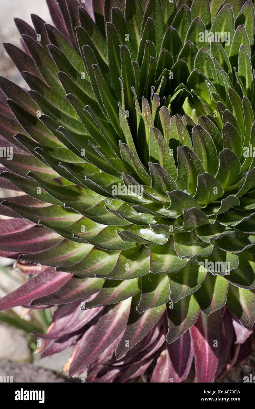 Africa Tanzania Kilimanjaro National Park Giant Lobelia plant Lobelia ...