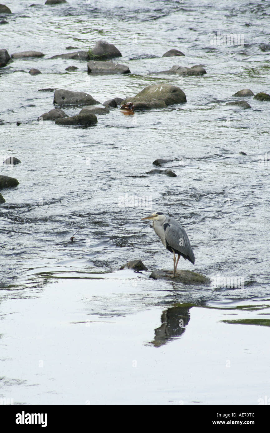 River taff fishing hi-res stock photography and images - Alamy