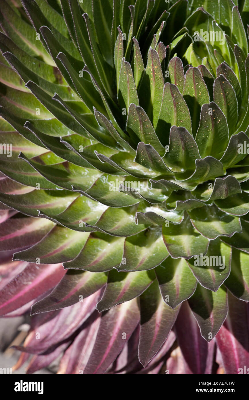 Africa Tanzania Kilimanjaro National Park Giant Lobelia plant Lobelia ...