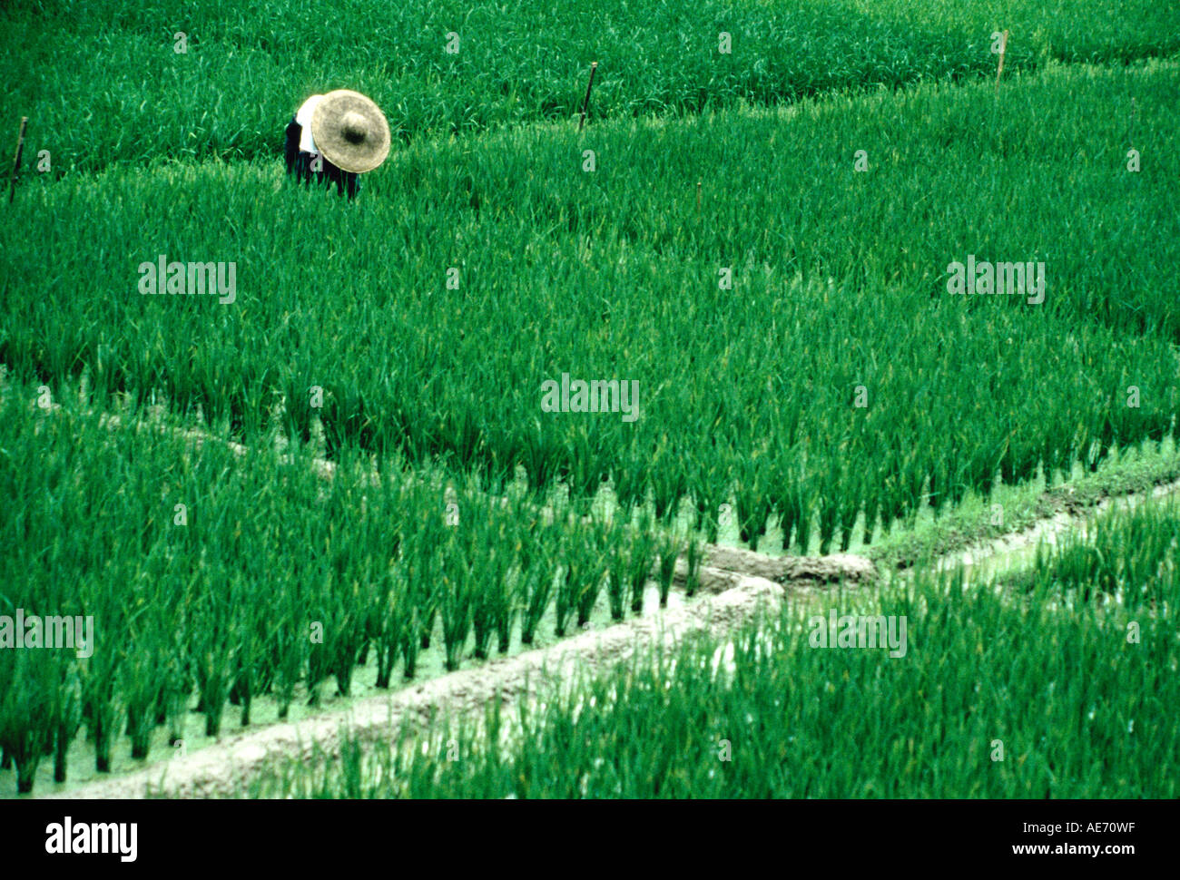 Rice paddy near Guangzhou, Guangdong province, China Stock Photo - Alamy