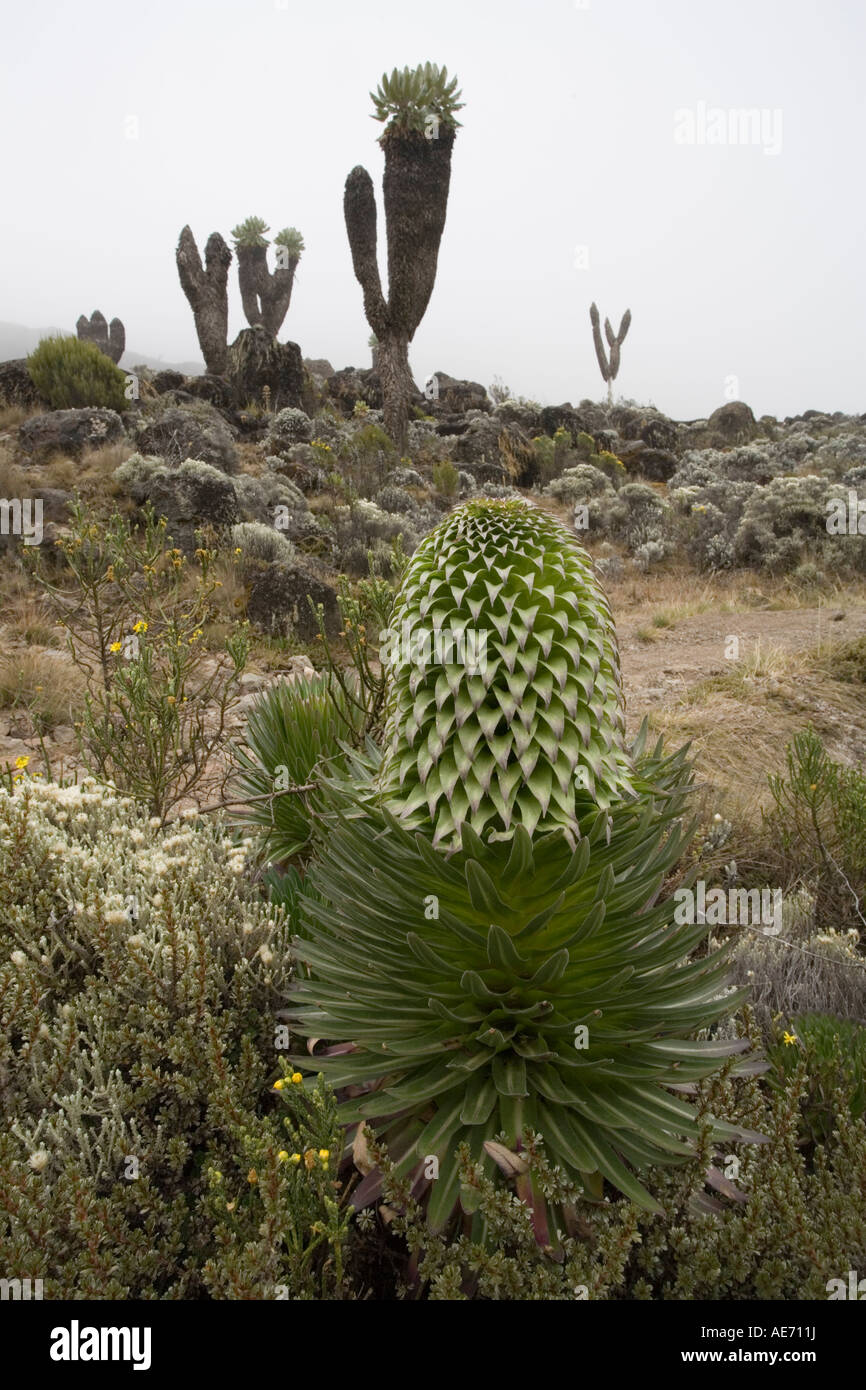Africa Tanzania Kilimanjaro National Park Giant Senecio Stock Photo - Alamy