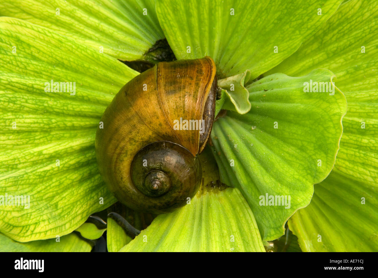 Channeled Apple Snail on water lettuce, Florida Stock Photo - Alamy