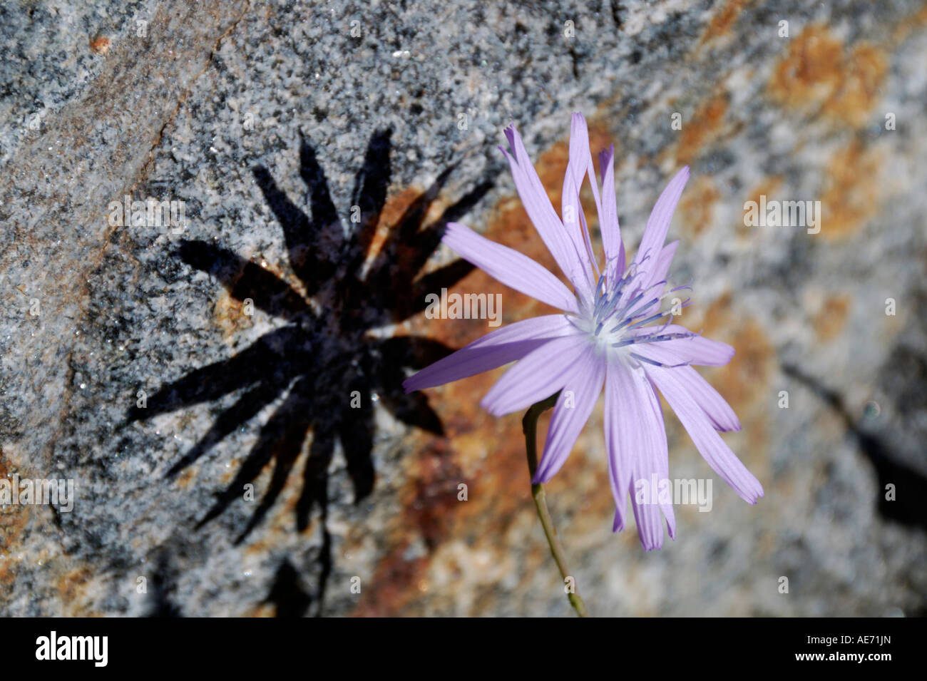 Flower and shadow on rock Stock Photo - Alamy