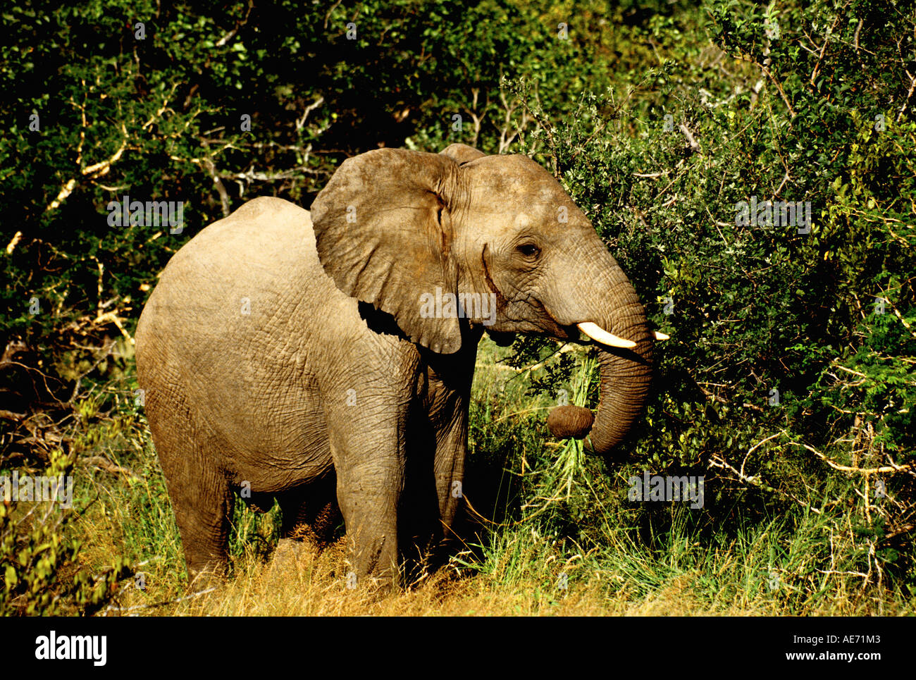 Elephant with scar hi-res stock photography and images - Alamy