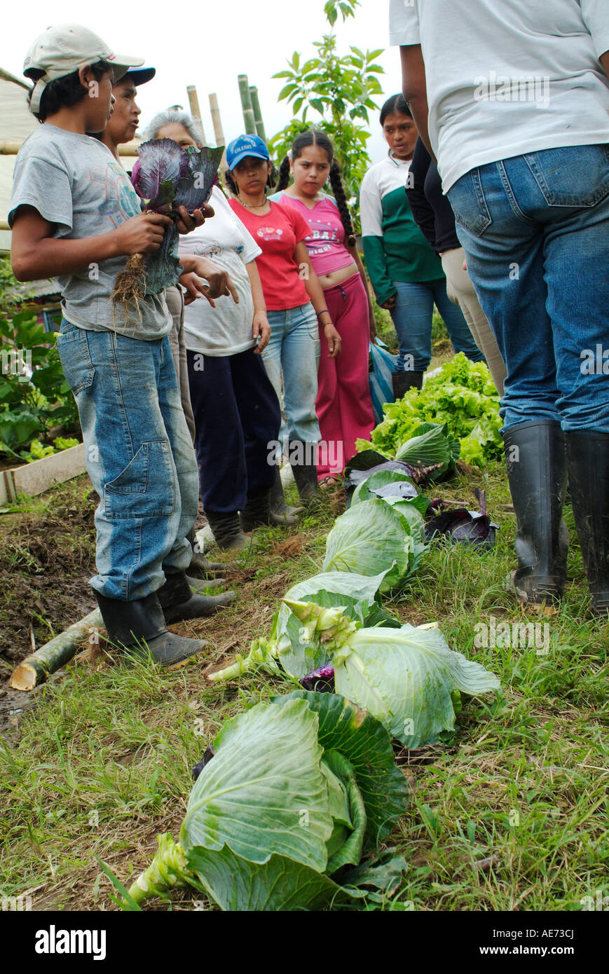 Organic vegetable garden in Mindo, Ecuador, Sharing out vegetables ...