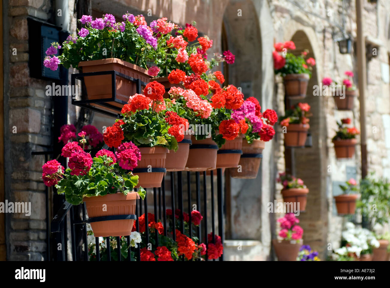 ITALY ASSISI UMBRIA GERANIUMS IN WINDOW BOXES ST FRANCIS BASILICA SAN ...