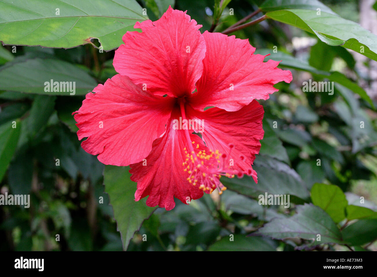 Red Hibiscus Flower, the Official State Flower of Malaysia, Gunung ...