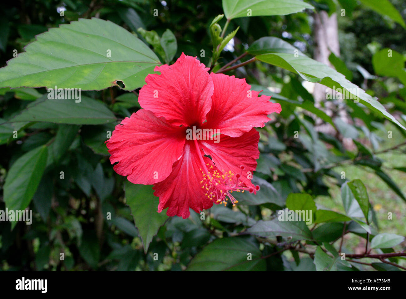 Red Hibiscus Flower, the Official State Flower of Malaysia, Gunung ...