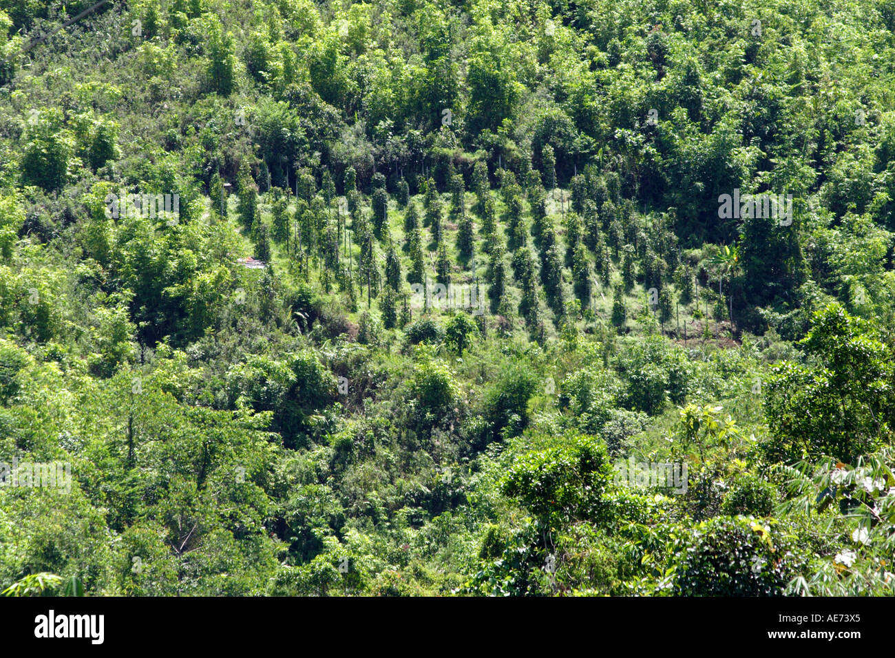 Peppercorn hill hi-res stock photography and images - Alamy