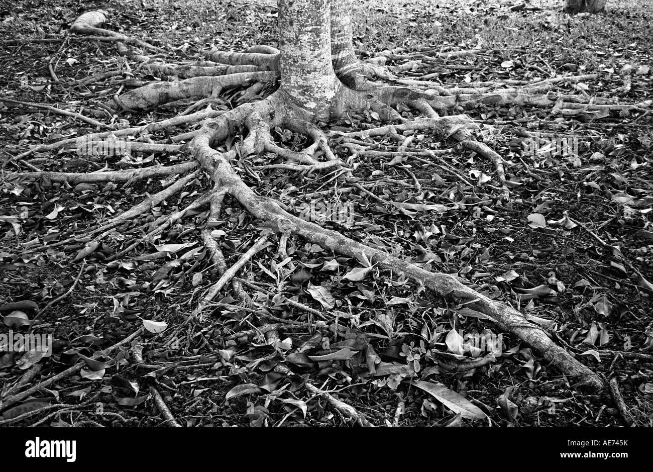 árbol del sur hi-res stock photography and images - Alamy