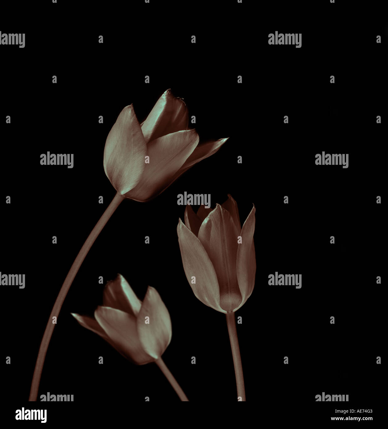 Trio of tulips hi-res stock photography and images - Alamy