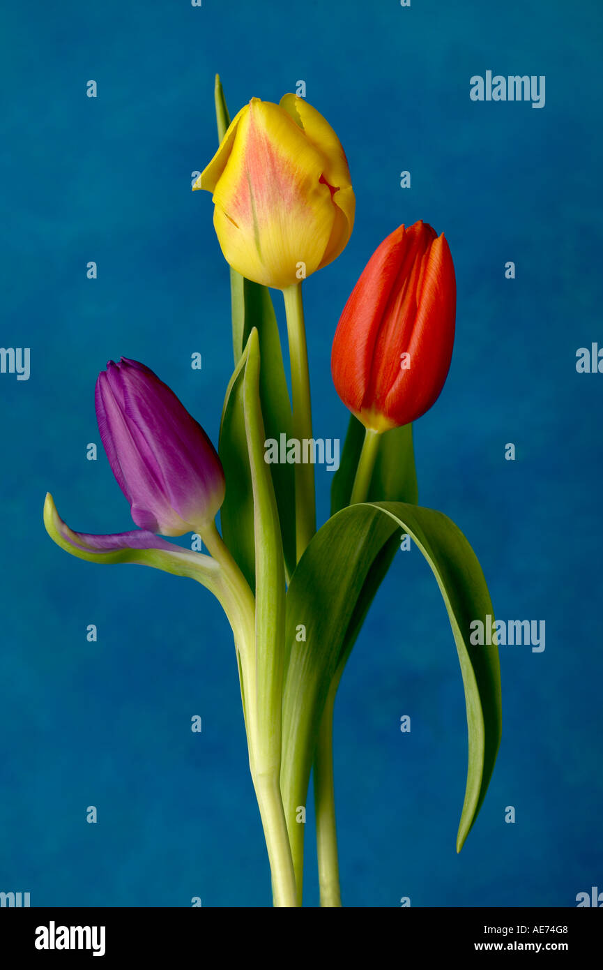 Three colored tulips Stock Photo - Alamy