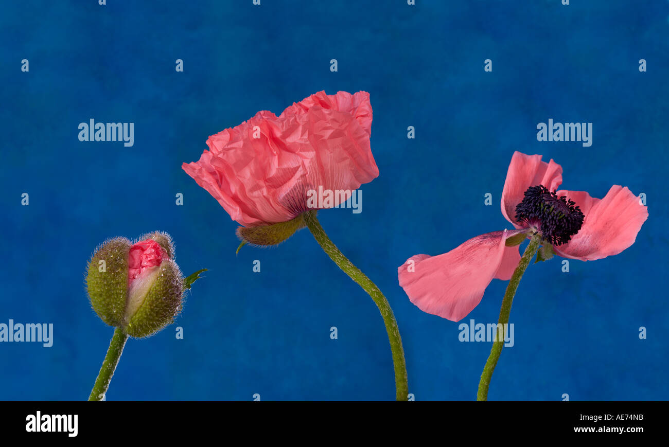 Life cycle sequence hi-res stock photography and images - Alamy