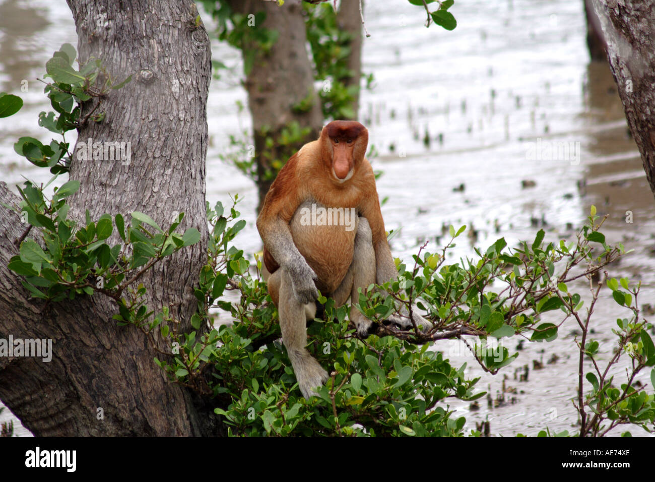 Male Proboscis Monkey in Baco National Park, Sarawak, Borneo, Malaysia ...