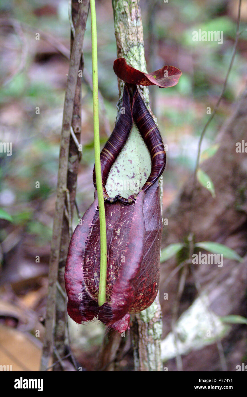 Pitcher Plant Nepenthes Rafflesiana Var Alata, Bako National Park ...