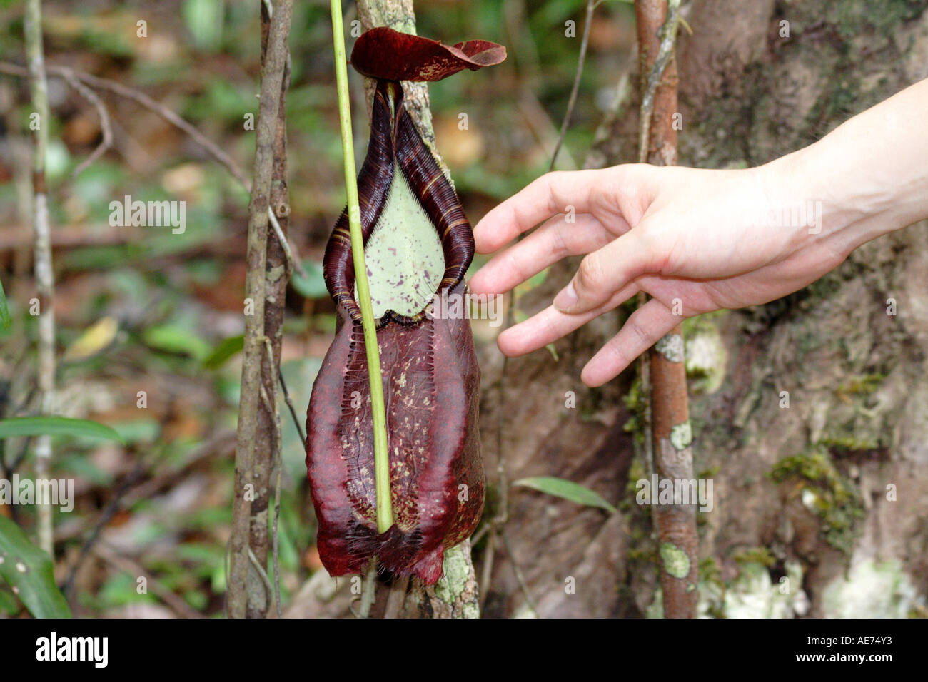 Pitcher Plant Nepenthes Rafflesiana High Resolution Stock Photography ...