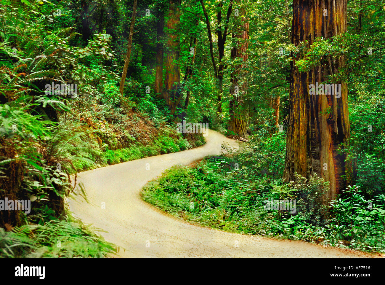 California wooded trail hi-res stock photography and images - Alamy
