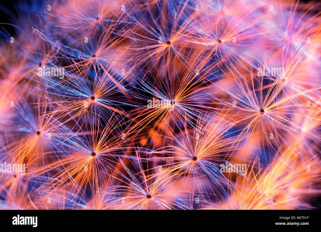 5048 BRISTLES OR SEED PODS OF DANDELION PAPPUS Stock Photo - Alamy