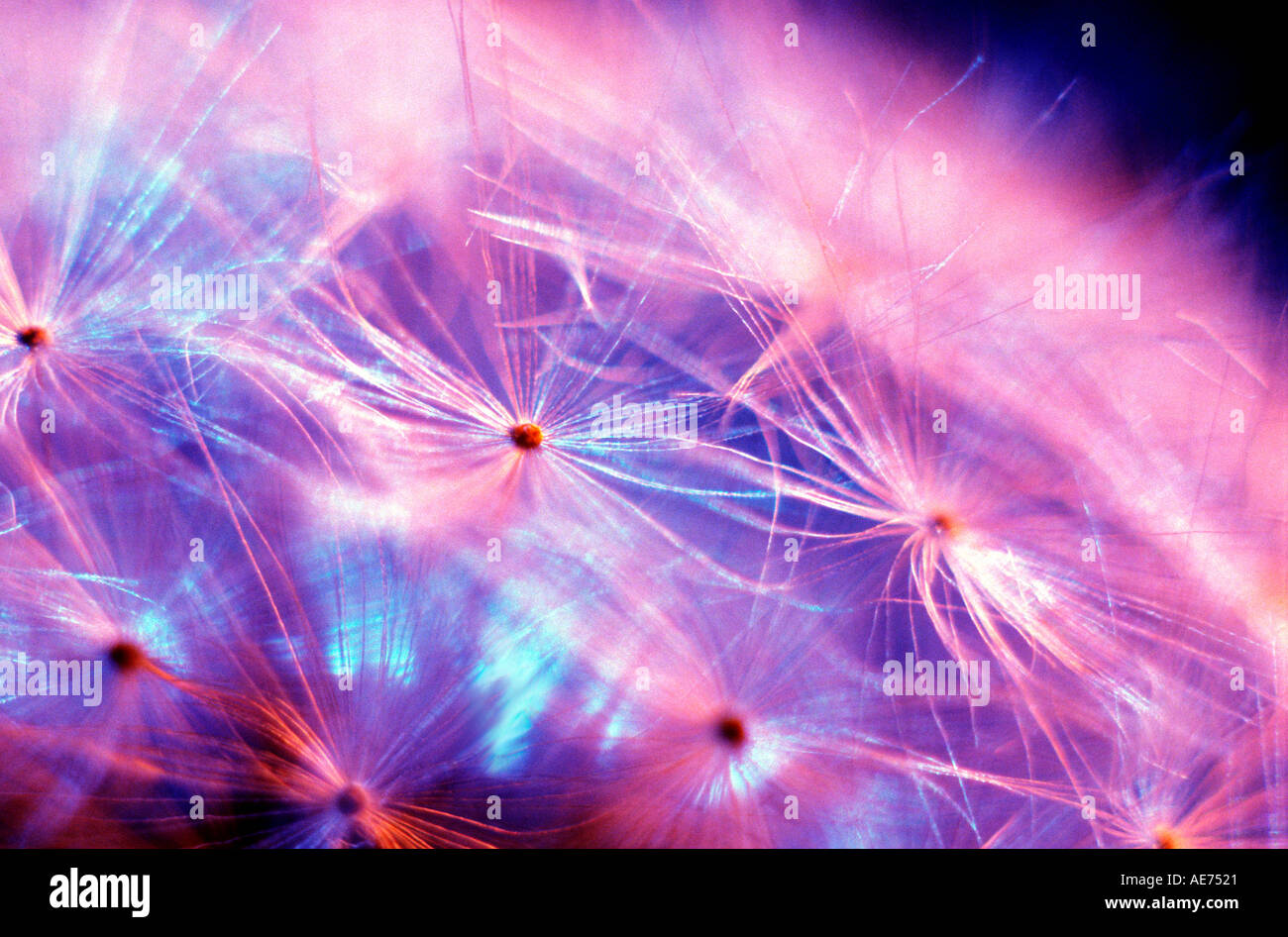 5049 BRISLTES OR SEED PODS OF DANDELION PAPPUS Stock Photo - Alamy