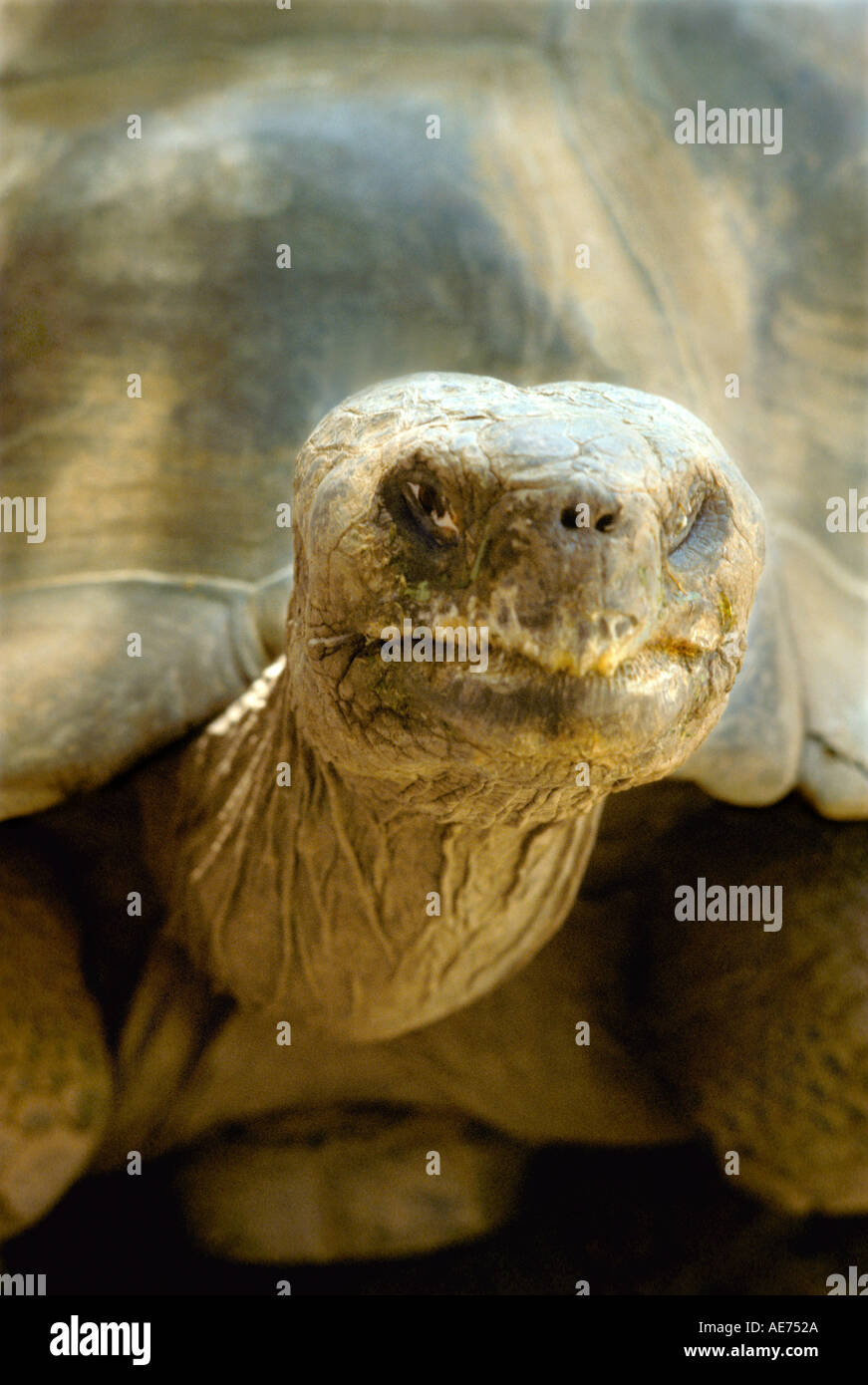 Angry turtle hi-res stock photography and images - Alamy