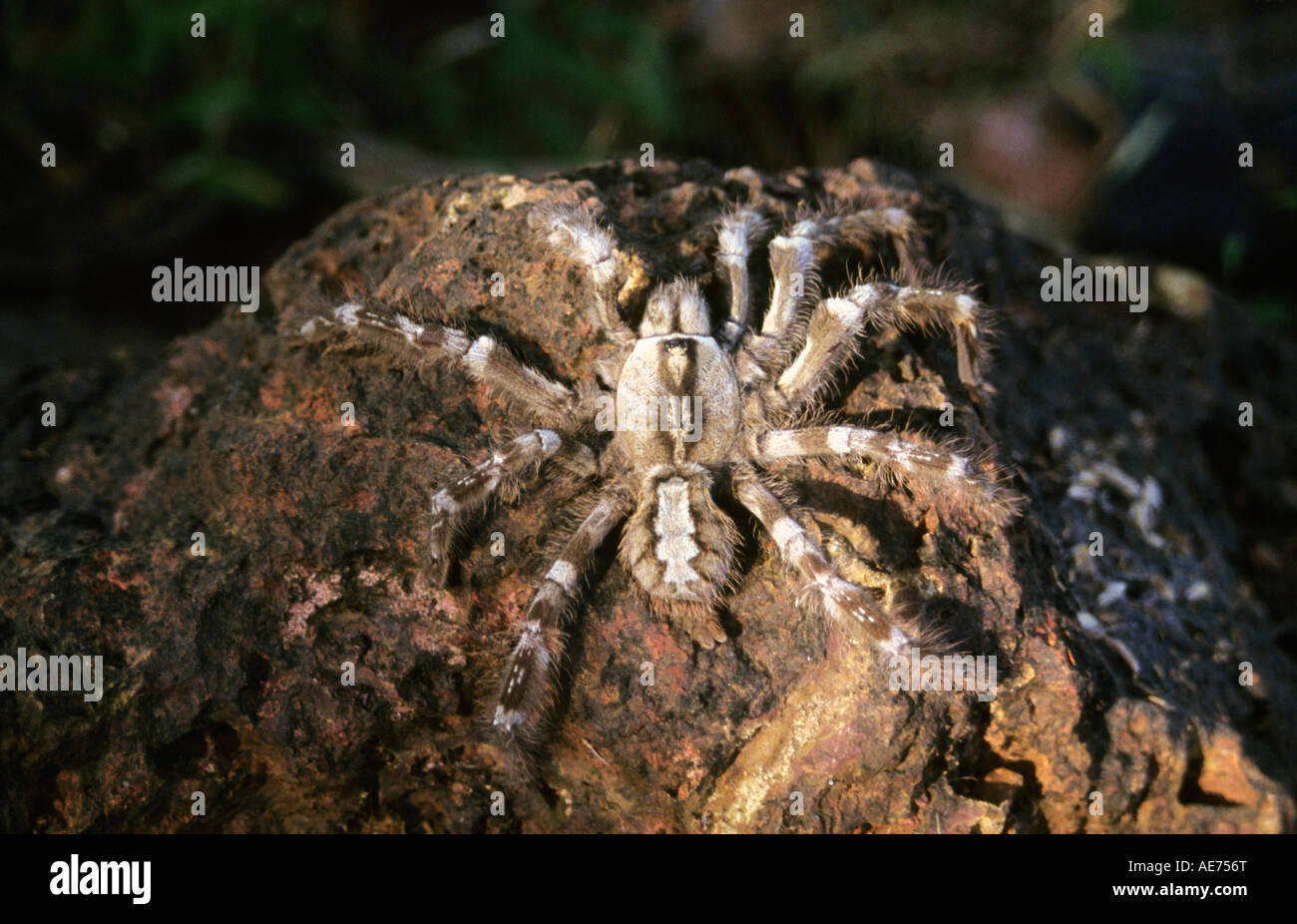 A Cat-legged Spider (Mygalomorph) in Phansad Wildlife Sanctuary, Dist ...
