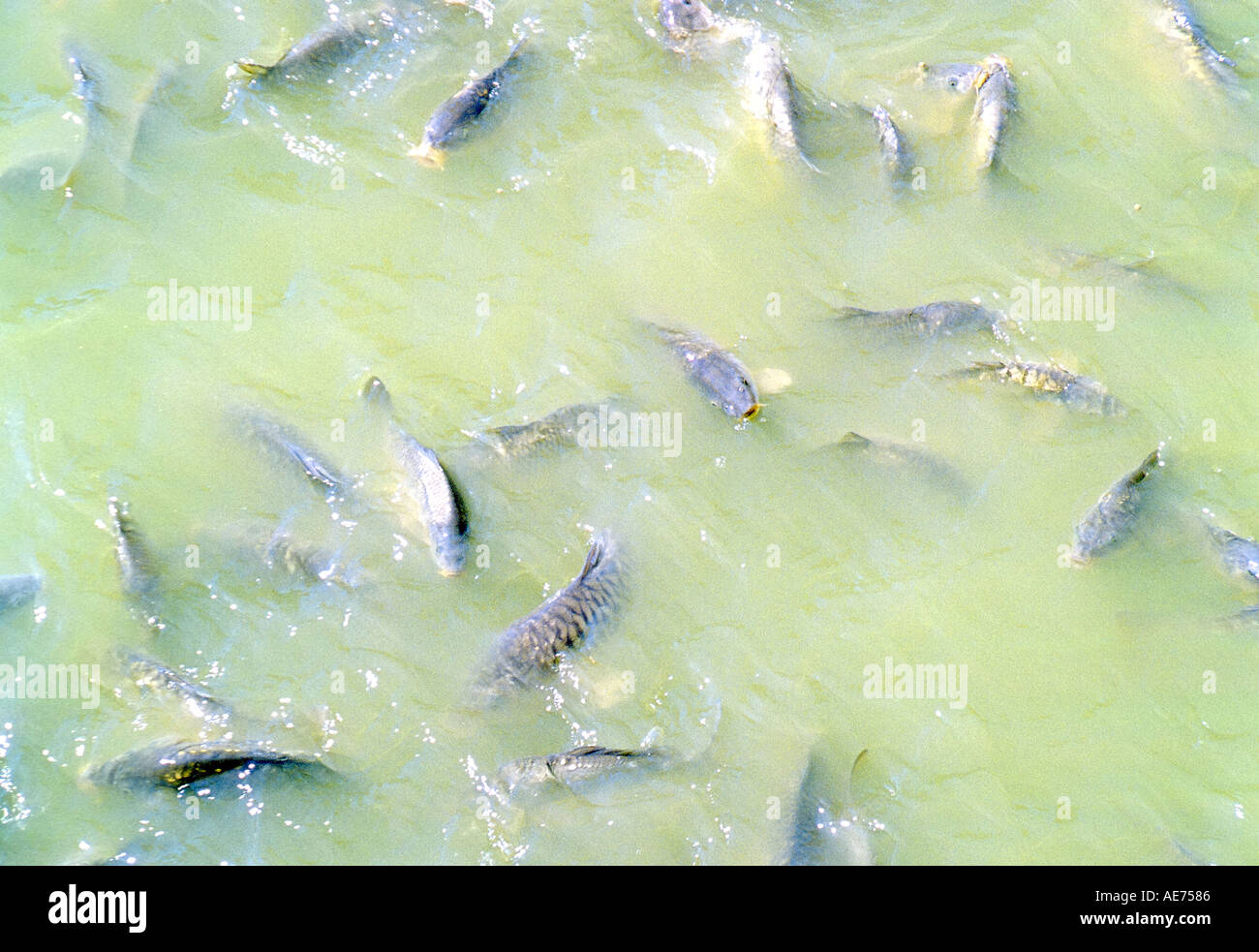 Shoal water hi-res stock photography and images - Alamy