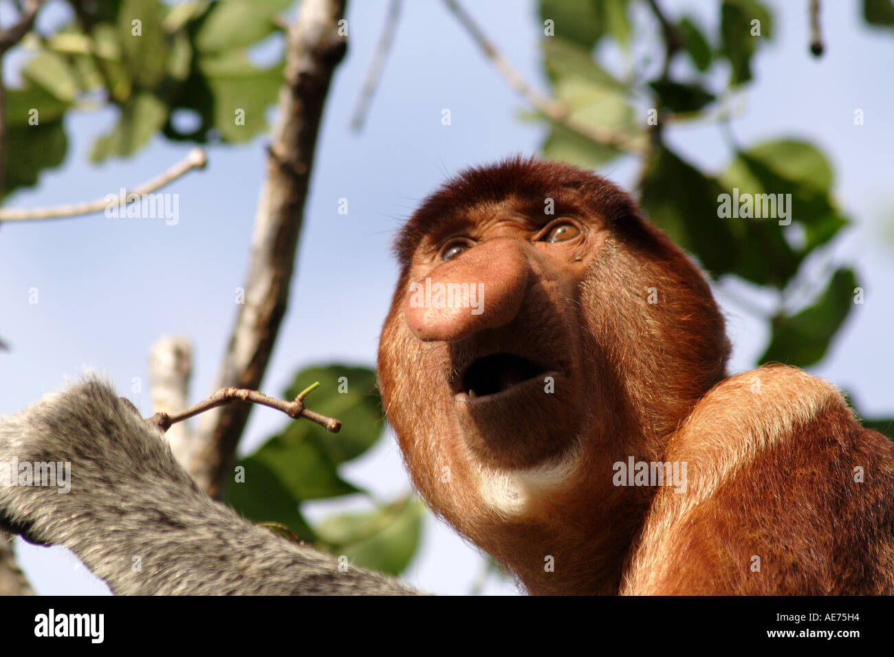 Proboscis unusual hi-res stock photography and images - Alamy