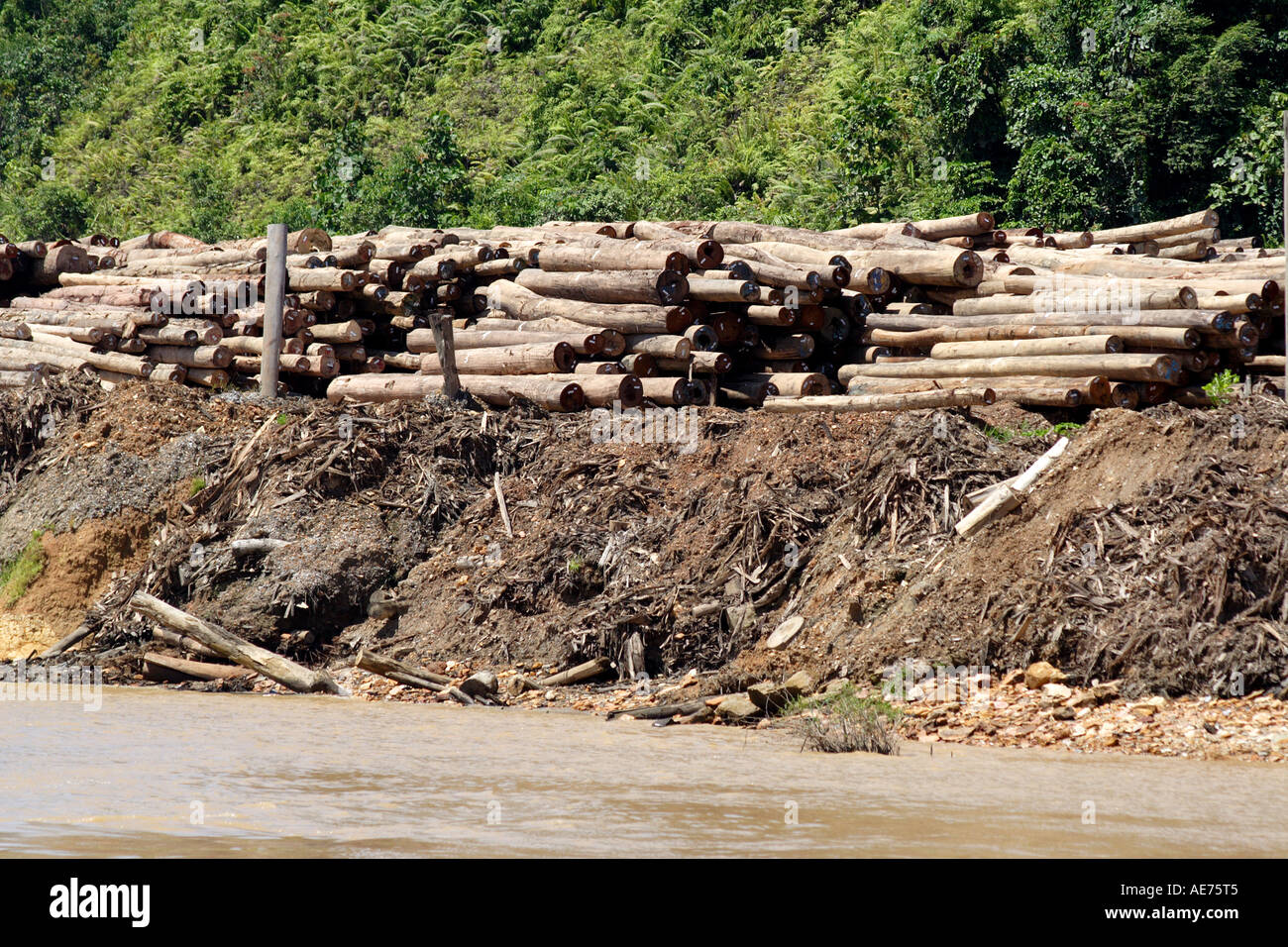 Log Pile Waiting Barge, Part of a Major Logging Operation, Batang ...
