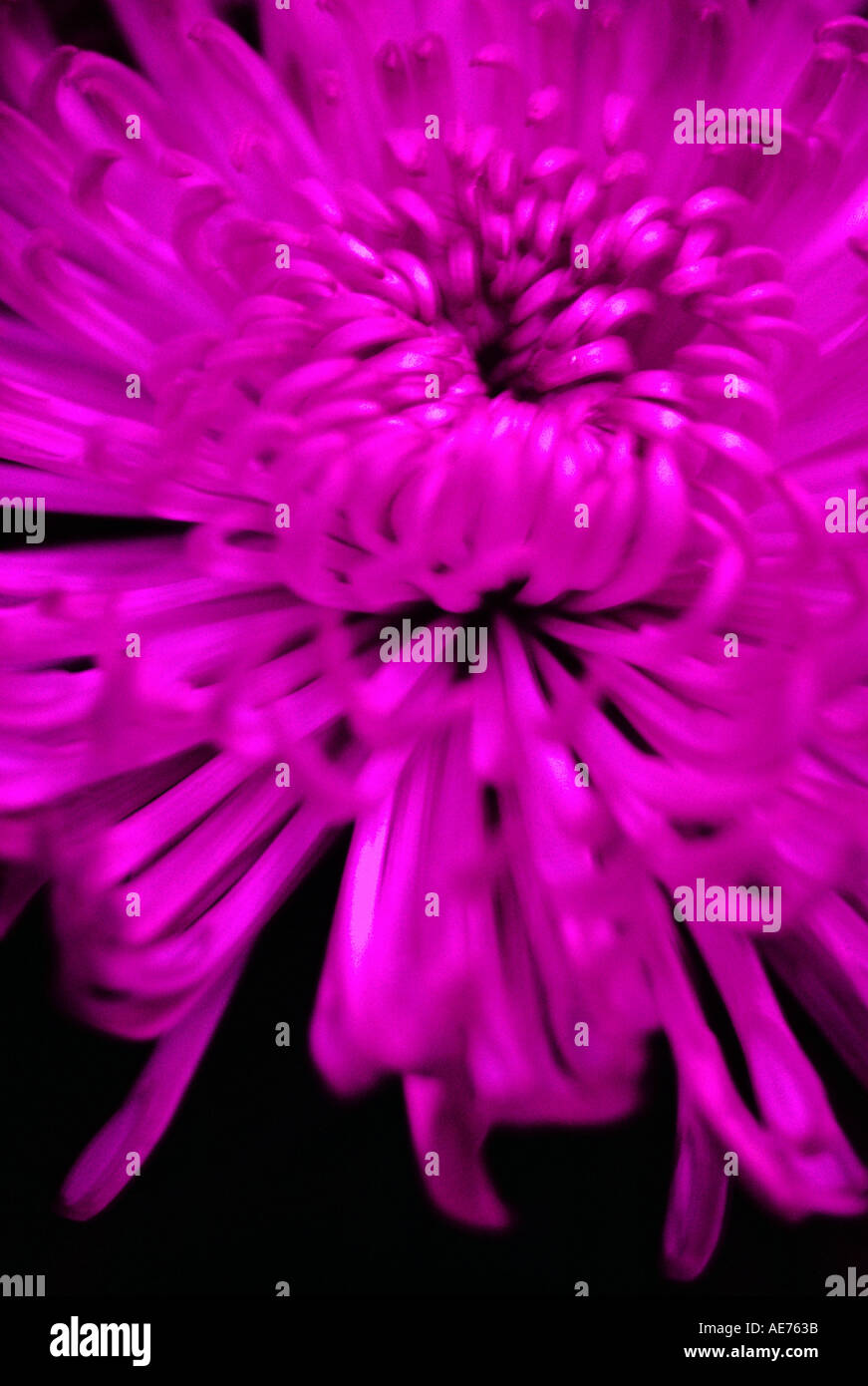 Photo copyright Pete Millson 020 8888 4440 UK Flower abstract Stock ...