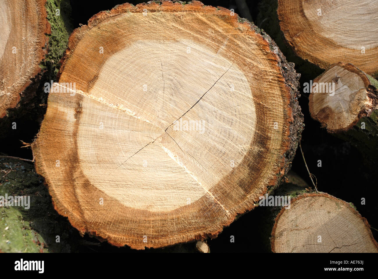 End of pile of cut logs Stock Photo - Alamy