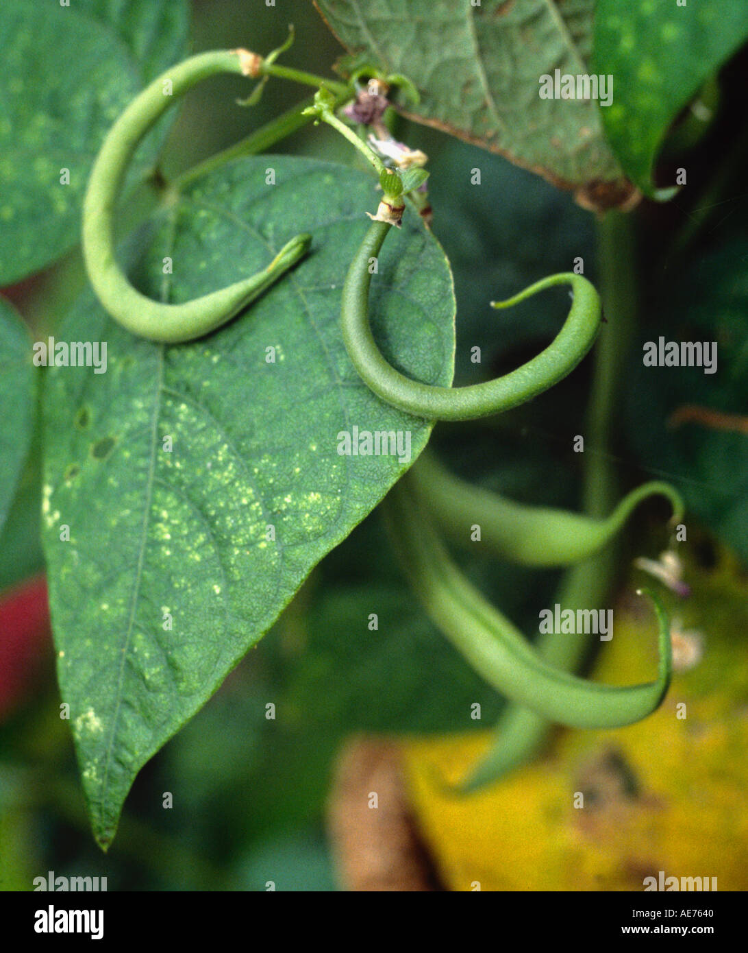 Photo copyright Pete Millson 020 8888 4440 UK French beans Stock Photo ...