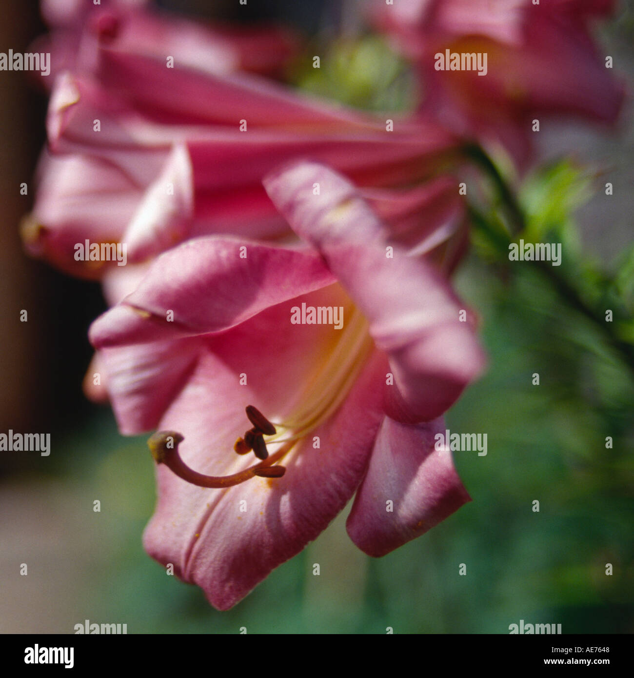 Photo copyright Pete Millson 020 8888 4440 UK Lilium Regale Stock Photo ...