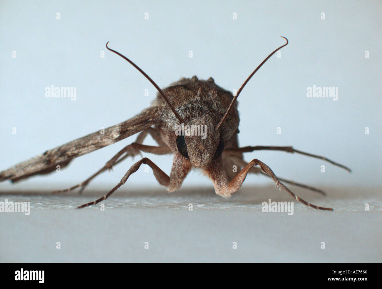 Moth Insecta Lepidoptera Stock Photo - Alamy