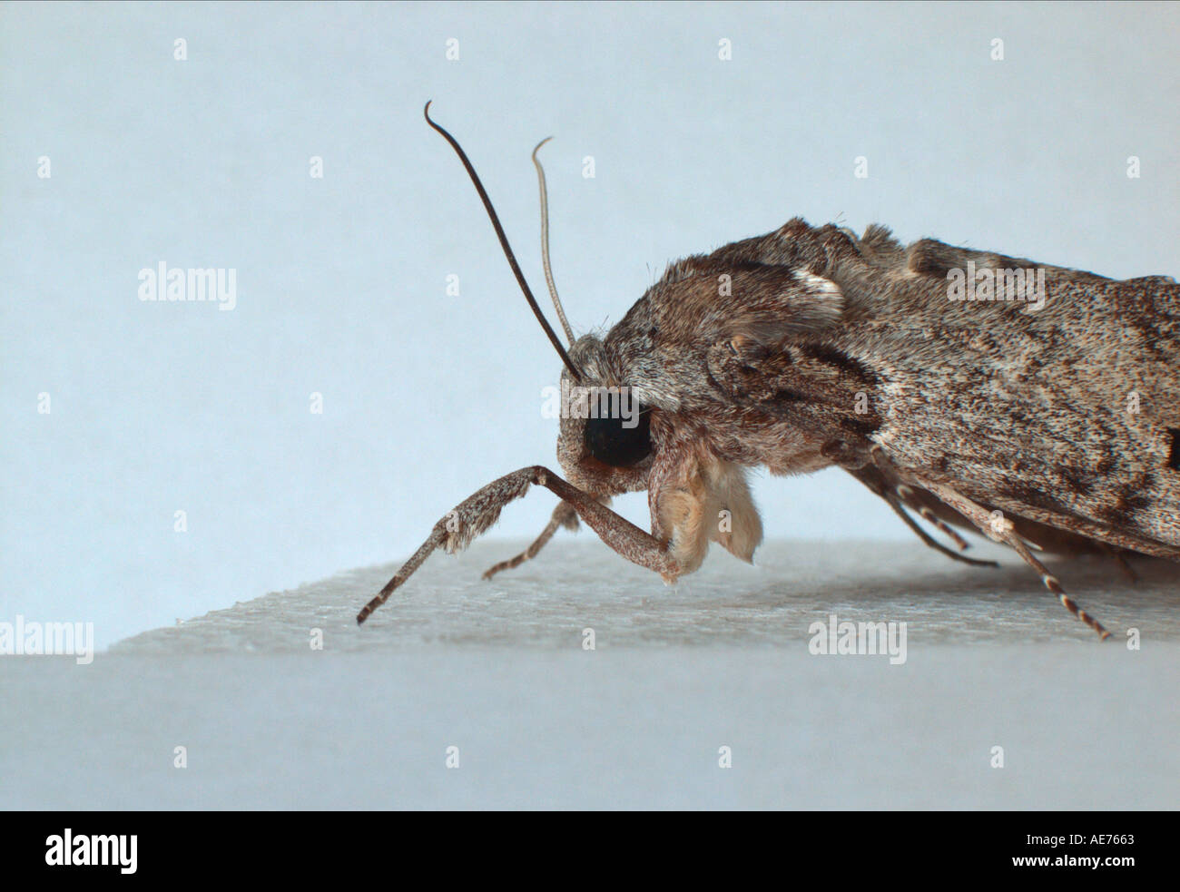 Insecta insecta hi-res stock photography and images - Alamy