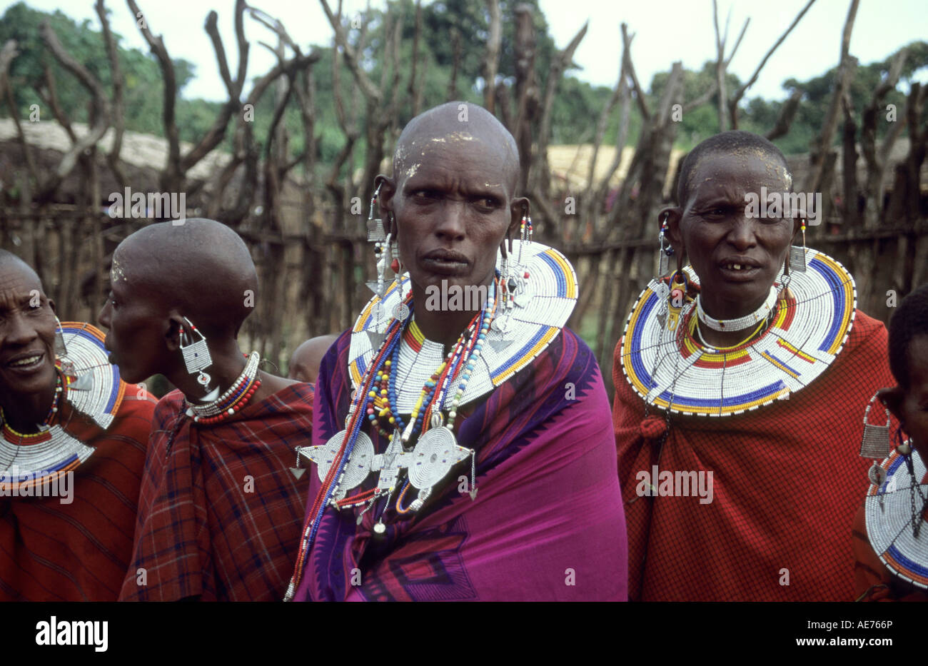 Maasai women decorated with beeds and the traditional dress in a Maasai ...
